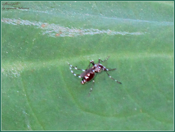 Asian Tiger Mosquito | Project Noah