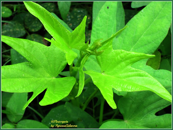 Camote, Sweet Potato Plant | Project Noah