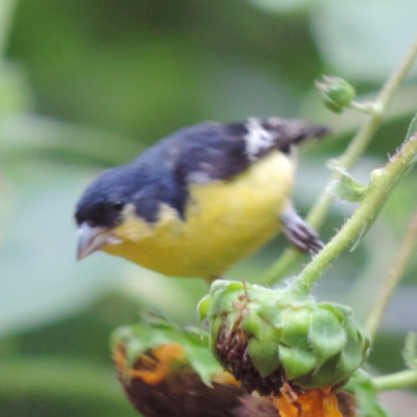 Lesser Goldfinch | Project Noah