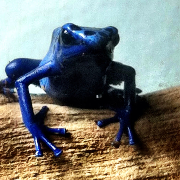 Blue poison dart frog | Project Noah