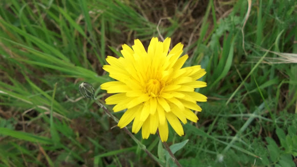 Leituga-dos-montes | Project Noah