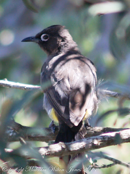 Cape Bulbul | Project Noah