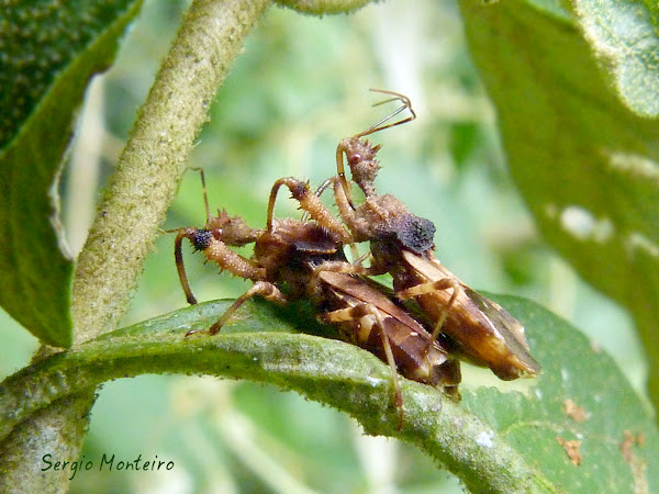 Thread-legged assassin bugs mating | Project Noah
