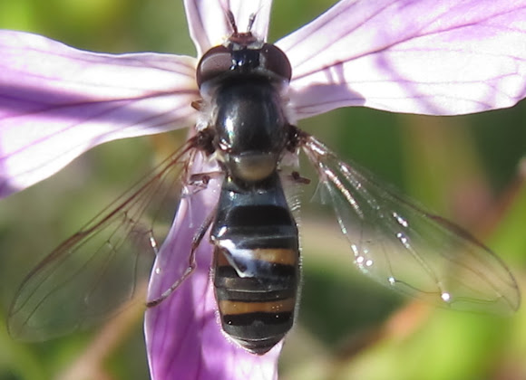Hover Fly | Project Noah