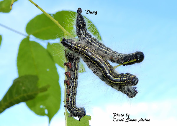 Angus Datana Moth Caterpillars | Project Noah