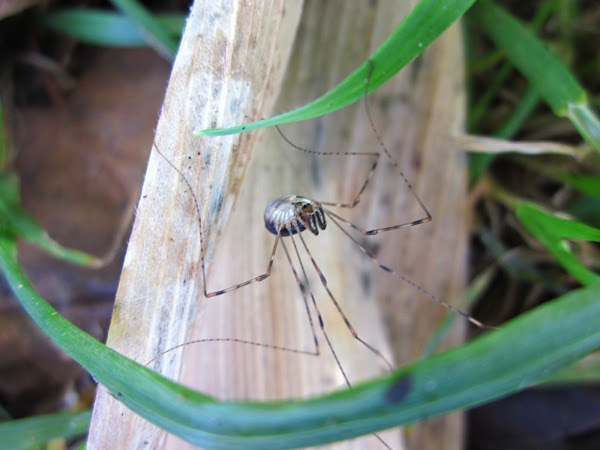 harvestmen | Project Noah