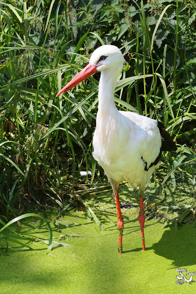 White Stork | Project Noah