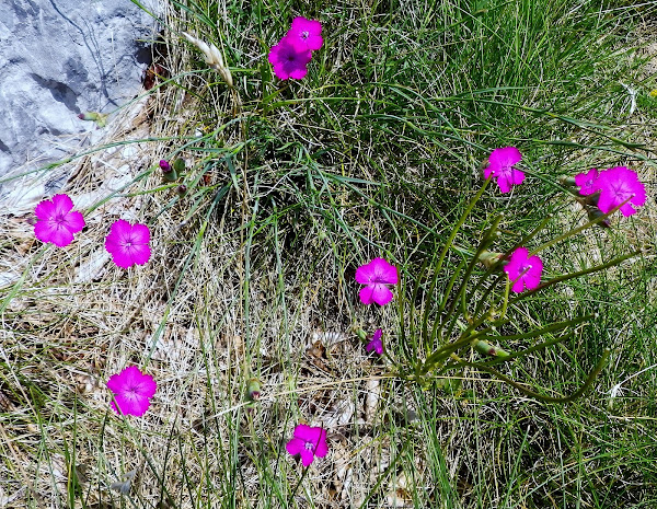 Velebitski klinčić | Project Noah