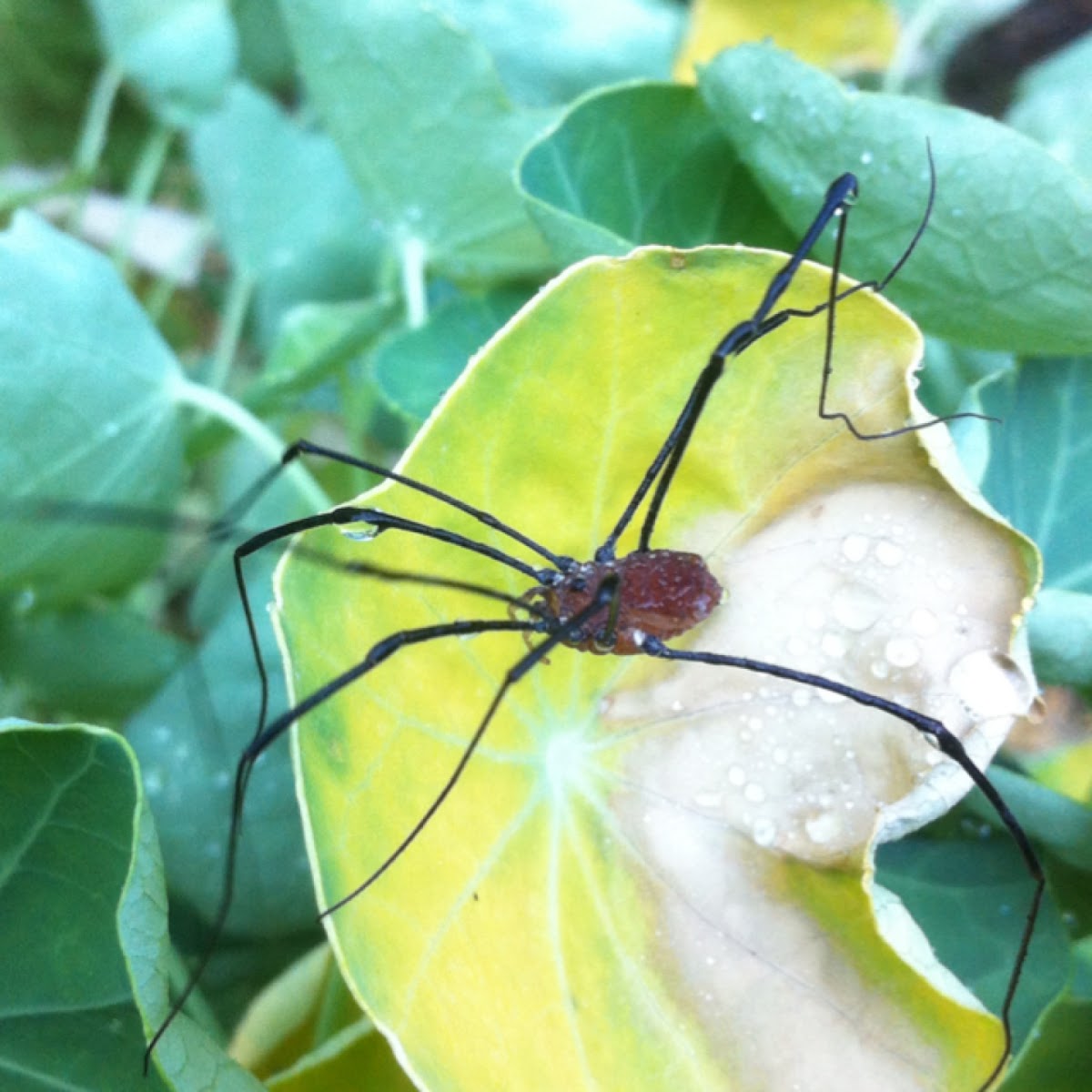 Harvest spider | Project Noah