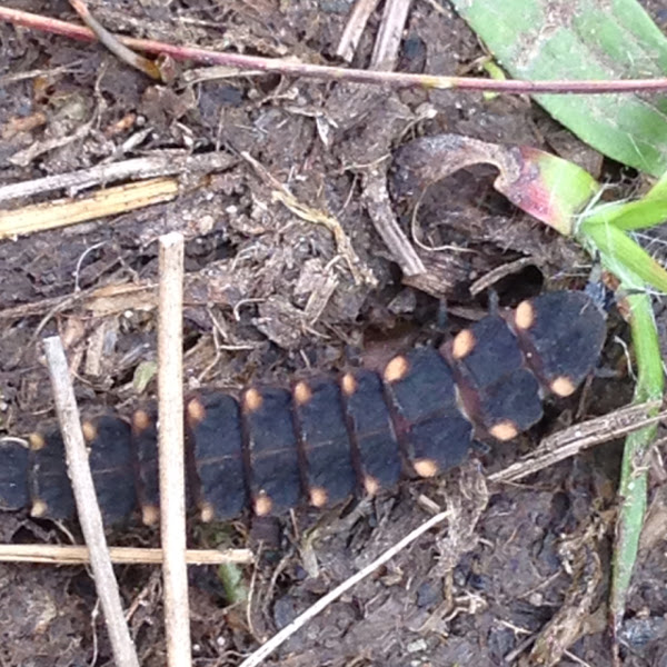 Common Glow-worm (larva) | Project Noah