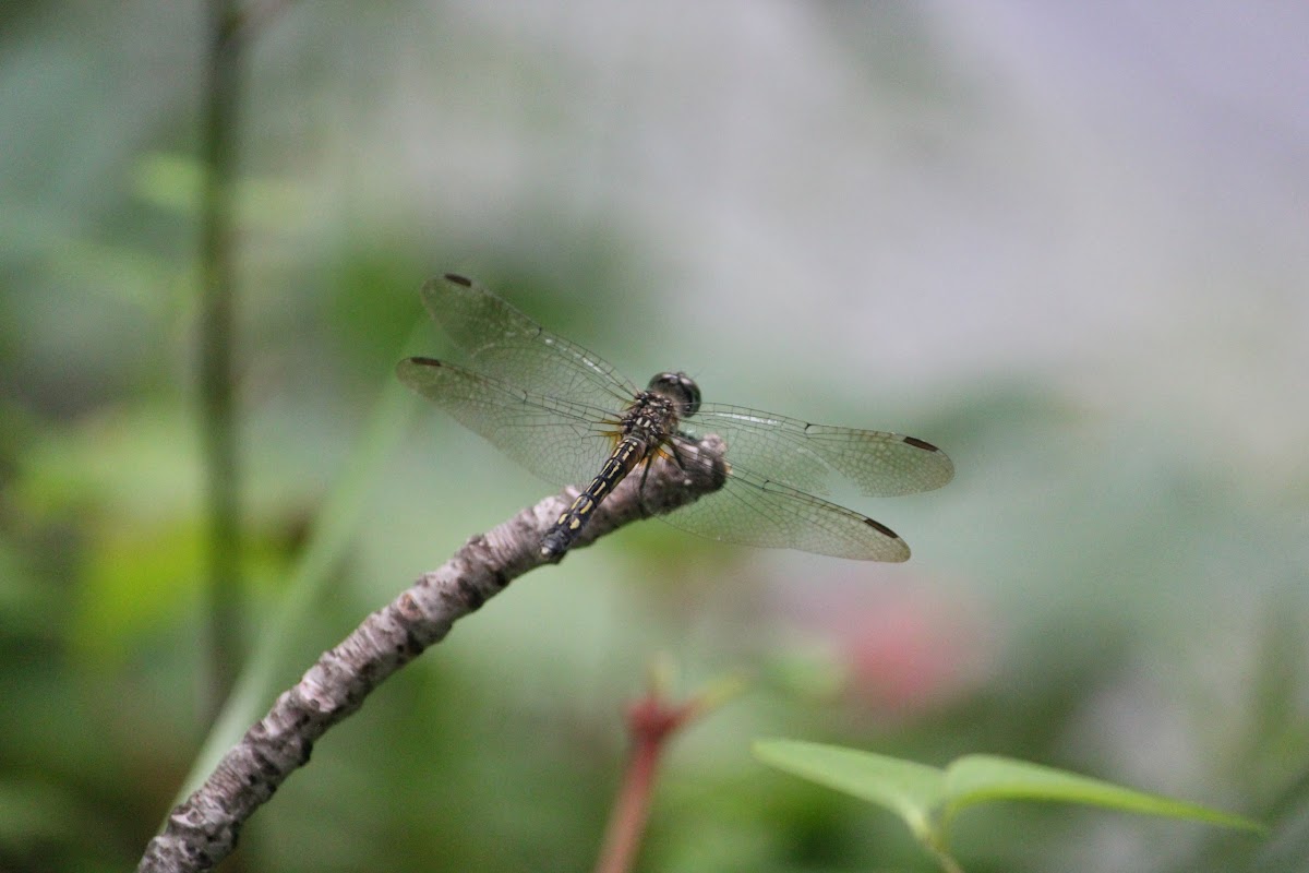 Blue dasher (female) | Project Noah