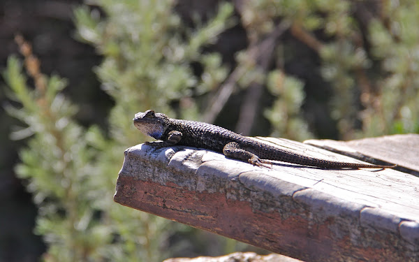 Great Basin Fence Lizard | Project Noah