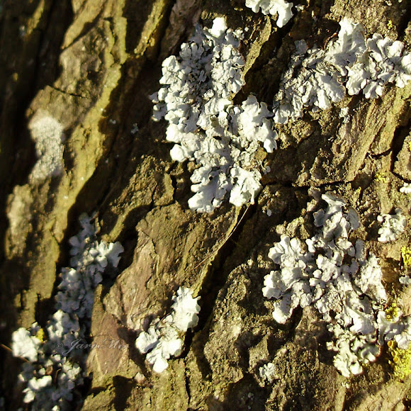 Shield lichen, Tarczownica bruzdkowana | Project Noah