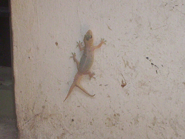 Two Tailed Lizard | Project Noah