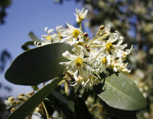 Canelo / Winter's Bark | Project Noah