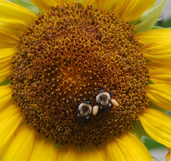 Common Eastern Bumble Bee | Project Noah