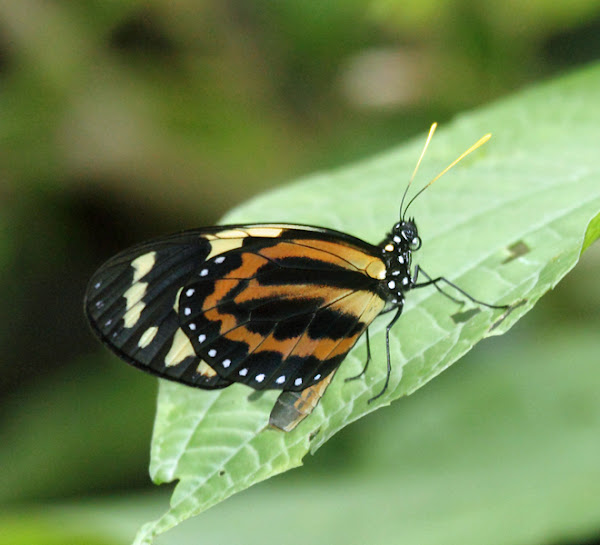 Tiger Mimic Queen | Project Noah