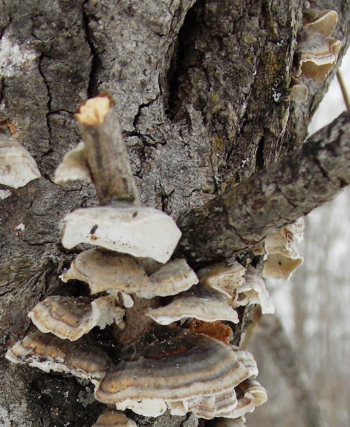 Many-colored Polypore | Project Noah
