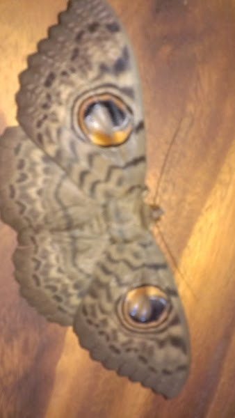 Great Owl moth | Project Noah