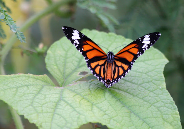 Striped Tiger | Project Noah