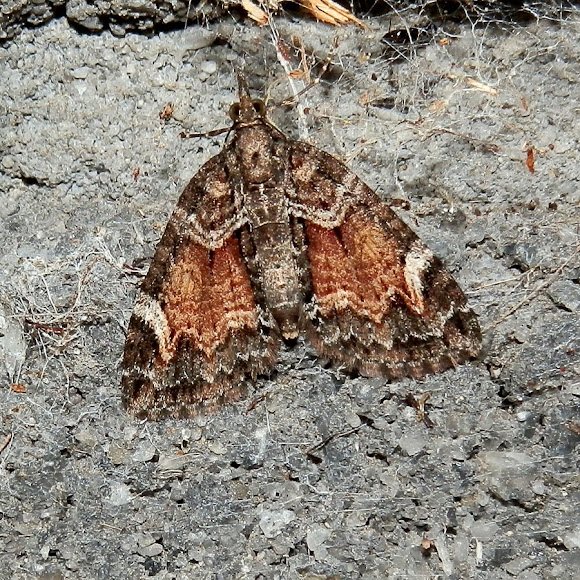 Geometrid Moth | Project Noah