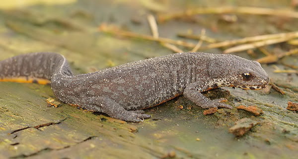 Alpine newt | Project Noah