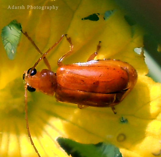 Red Pumpkin Beetle | Project Noah