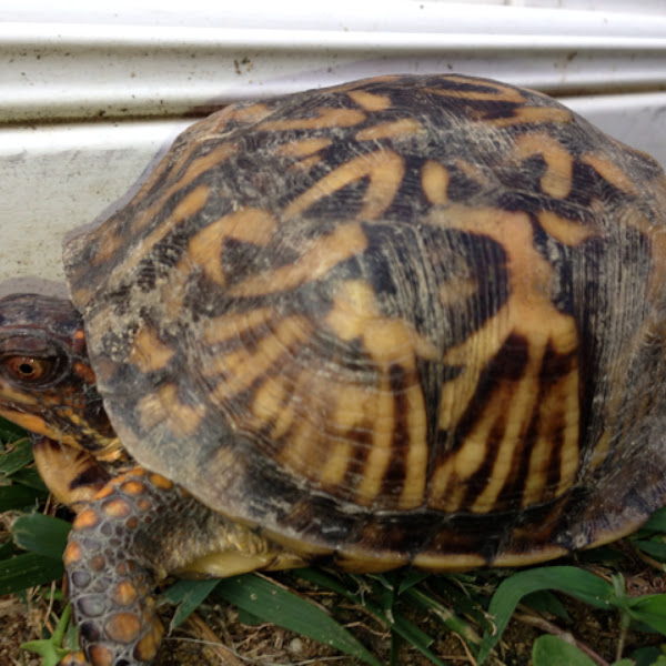 Eastern Box Turtle | Project Noah