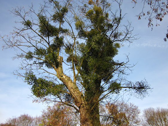 European Mistletoe | Project Noah