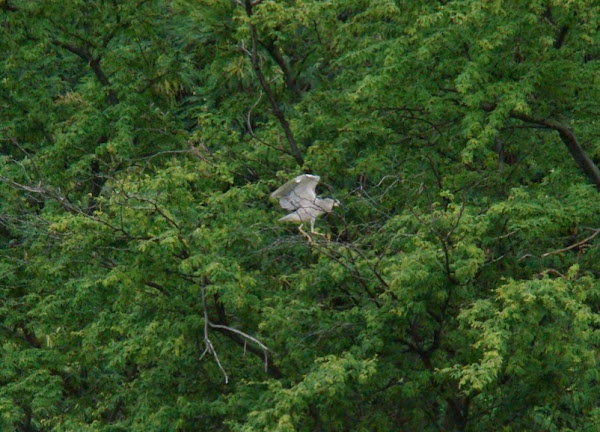 Black-Crowned Night-Heron/ ‘Auku‘u | Project Noah