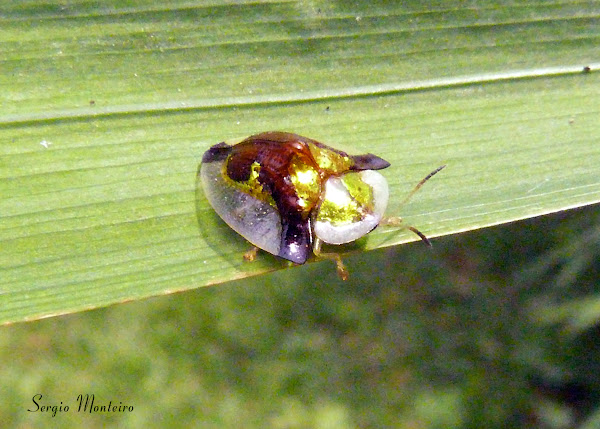 Golden tortoise beetle | Project Noah