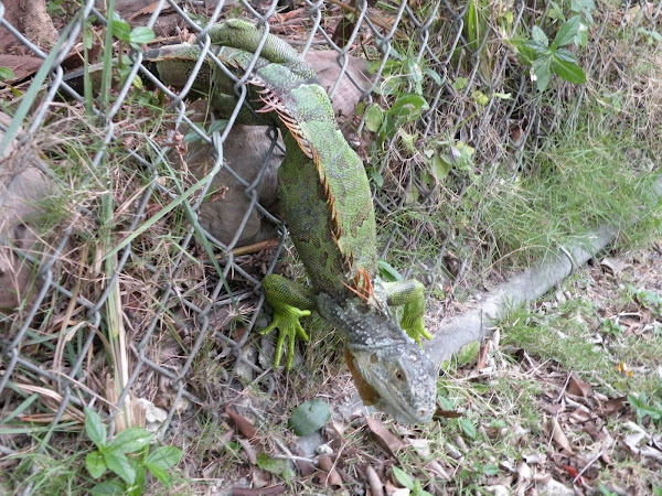 Iguana | Project Noah