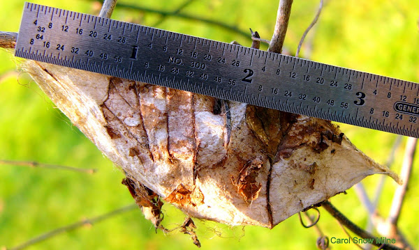 Cecropia Moth Cocoon | Project Noah