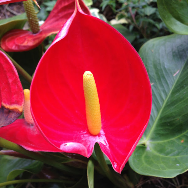 Red flower | Project Noah