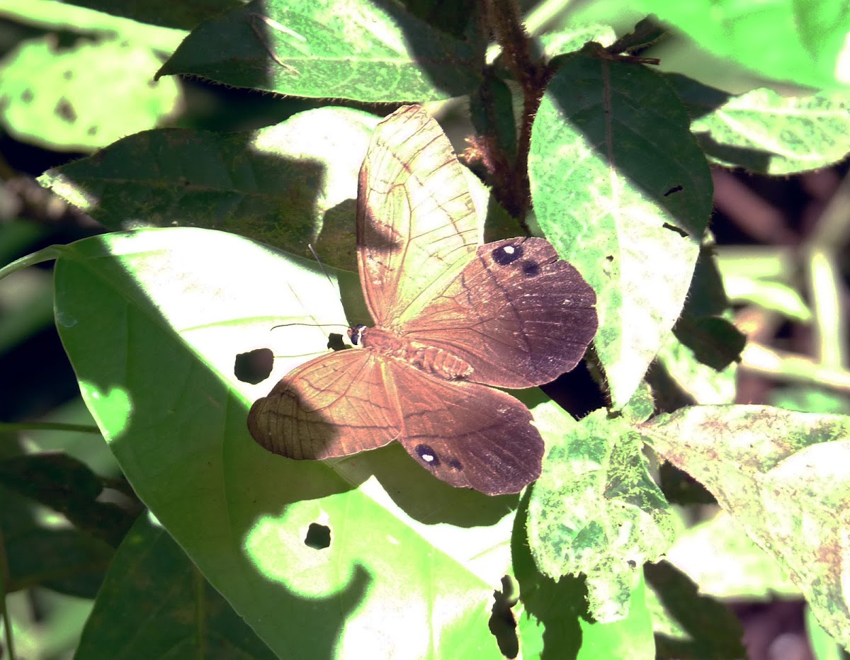 Moon Buterfly - Mariposa Luna | Project Noah