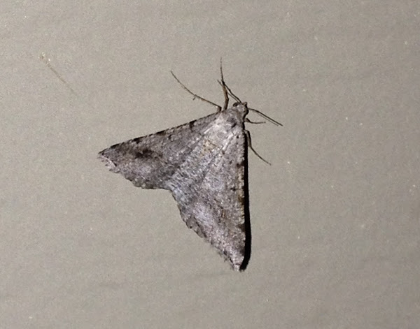 Angle Moth | Project Noah