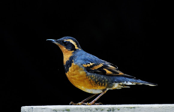 Varied Thrush | Project Noah