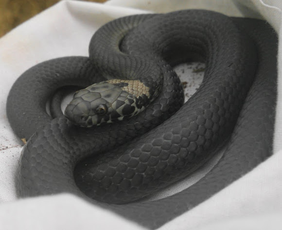 Pale-headed Snake | Project Noah