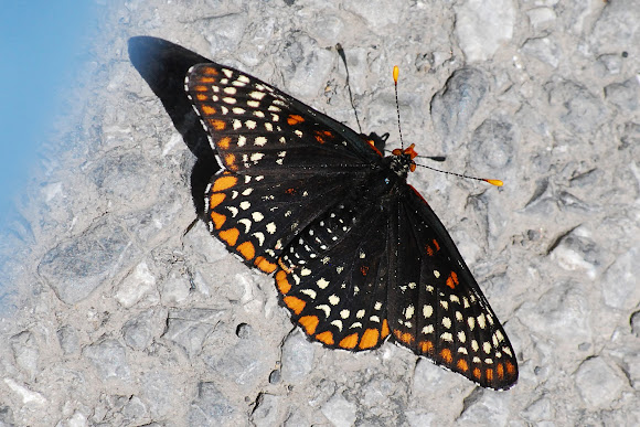 Baltimore Checkerspot Butterfly | Project Noah