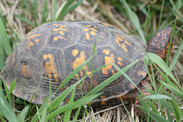 Eastern Box Turtle | Project Noah
