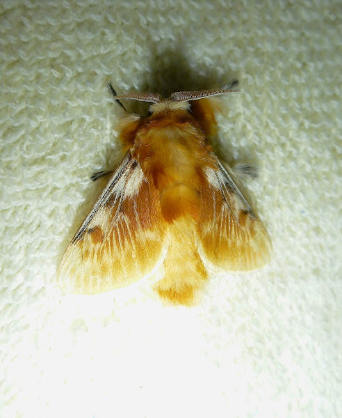 Southern Flannel Moth | Project Noah