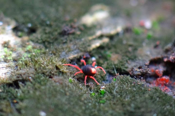 Winter Grain Mite | Project Noah