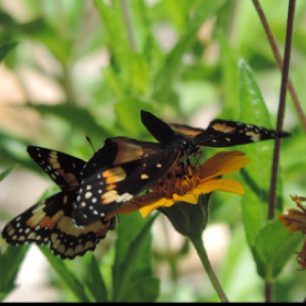 Bordered Patch | Project Noah