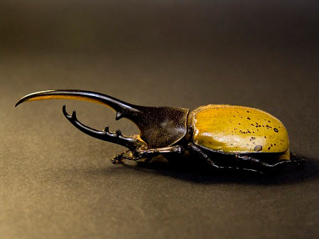 Hercules beetle | Project Noah