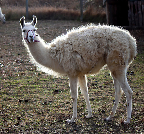 Llama | Project Noah