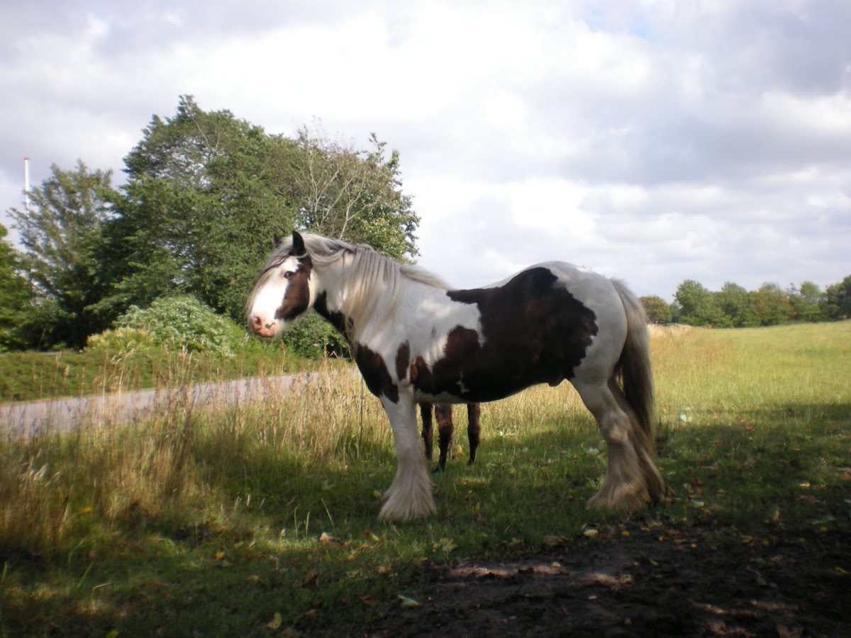 Irish Cob, Gipsy Horse, Gypsy Vanner | Project Noah