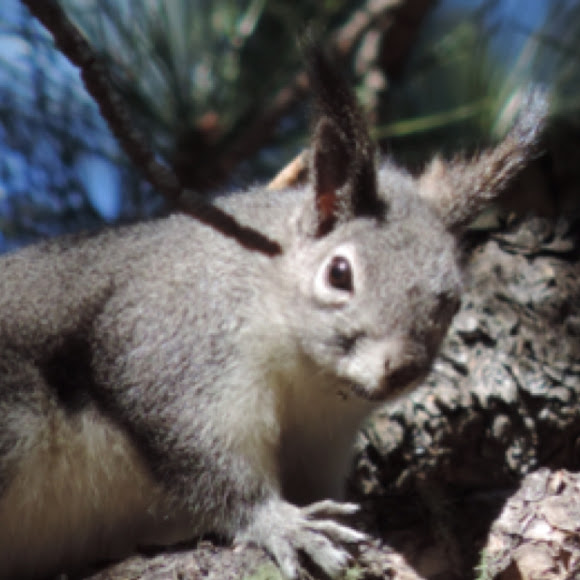Abert's Squirrel | Project Noah