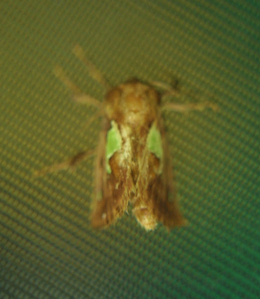 Spiny Oak-Slug Moth | Project Noah