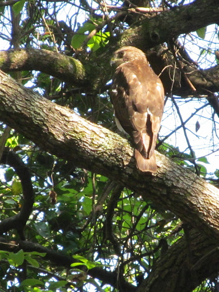 Broad-winged Hawk (juvenile) | Project Noah