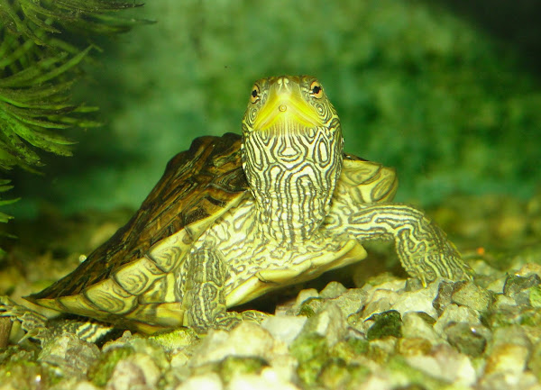 Common Map Turtle | Project Noah
